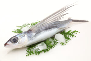 トビウオの旬っていつ頃なの？美味しい食べ方をご紹介！お宝食材探検隊がわかりやすく解説！ - フードマニア Food Mania by 旭屋出版