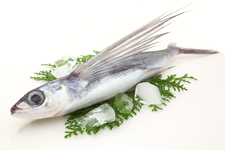 トビウオの旬っていつ頃なの？美味しい食べ方をご紹介！お宝食材探検隊がわかりやすく解説！ - フードマニア Food Mania by 旭屋出版